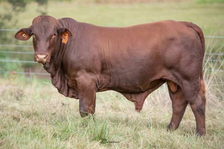 Santa Gertrudis Stud | Anvil Creek Cattle Co.